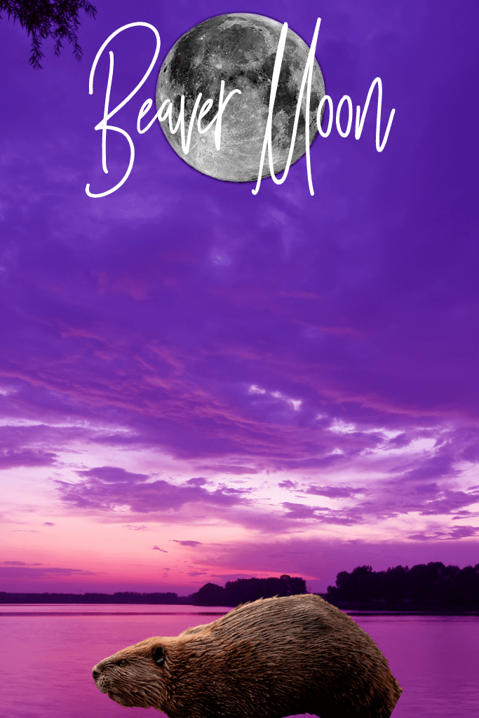 NOVEMBER BEAVER MOON: The Moon To Rest, Reflect and Heal